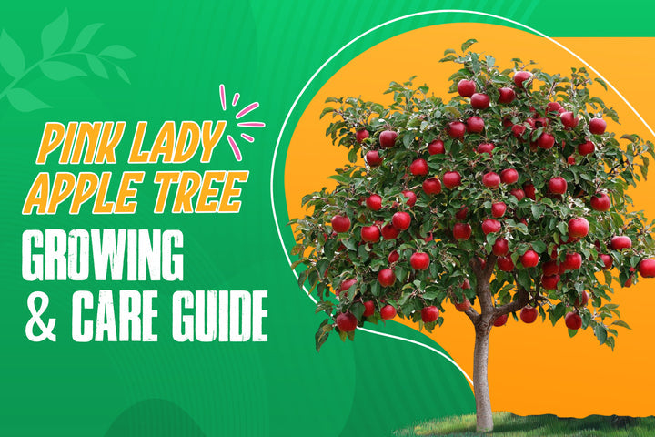 Pink Lady Apple Tree: Complete Grow & Care Guide | Pixies Gardens