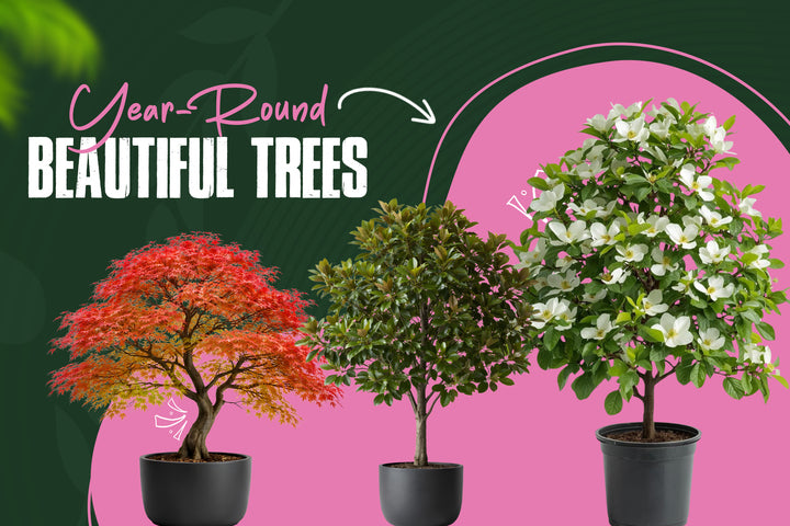 12 Trees That Look Beautiful in Every Season
