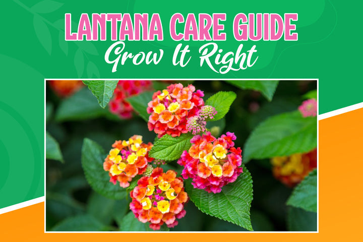 Lantana Plant Care: Colors, Varieties & Growing Guide