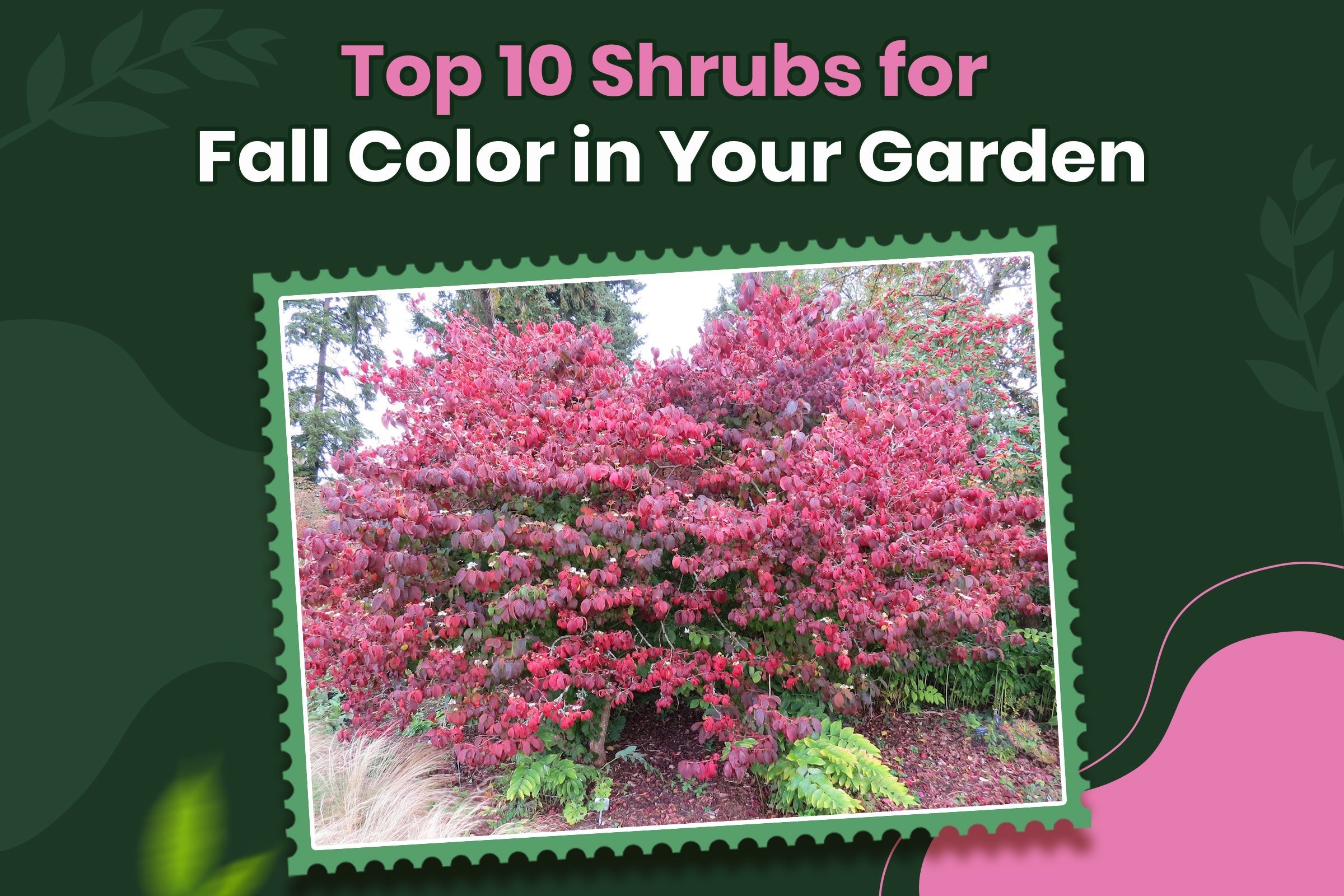 Top 10 Fall Color Plants to Brighten Your Garden This Season