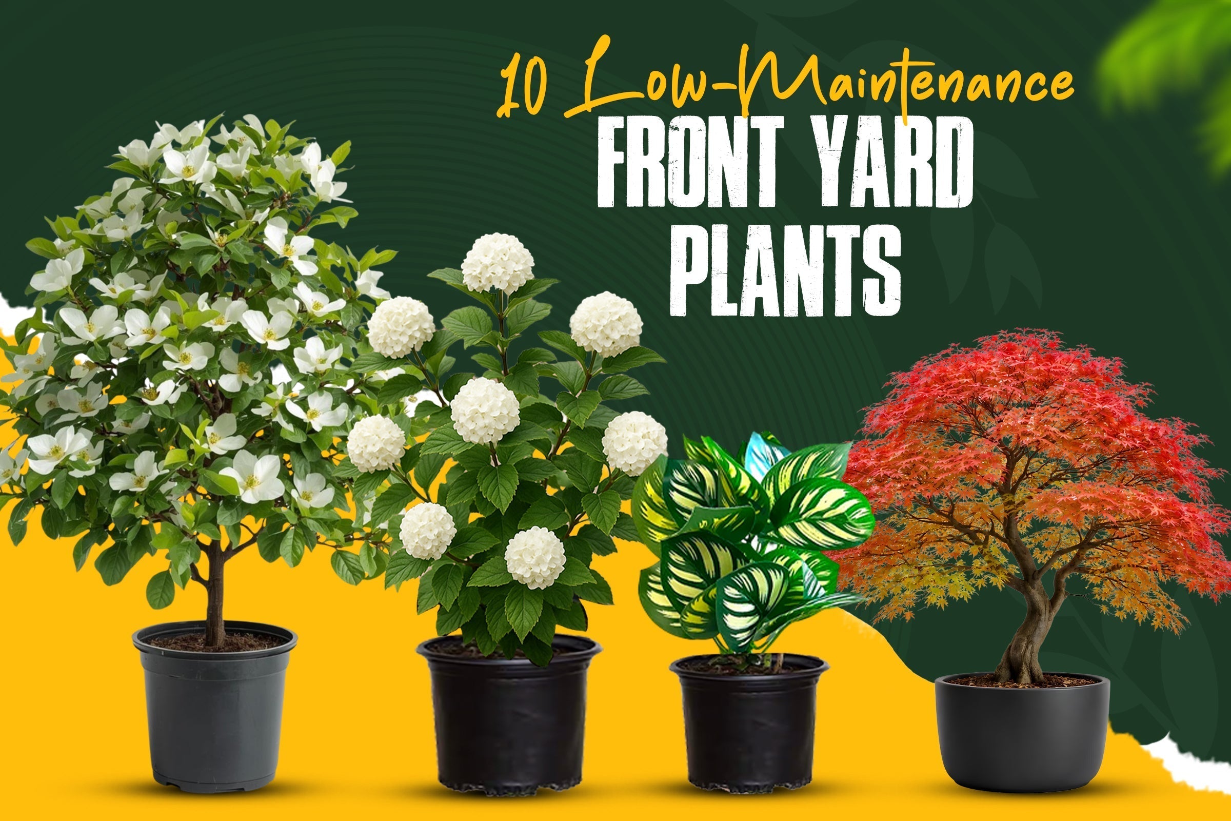 Best Plants for Front Yard Landscaping | Low-Maintenance Garden Ideas