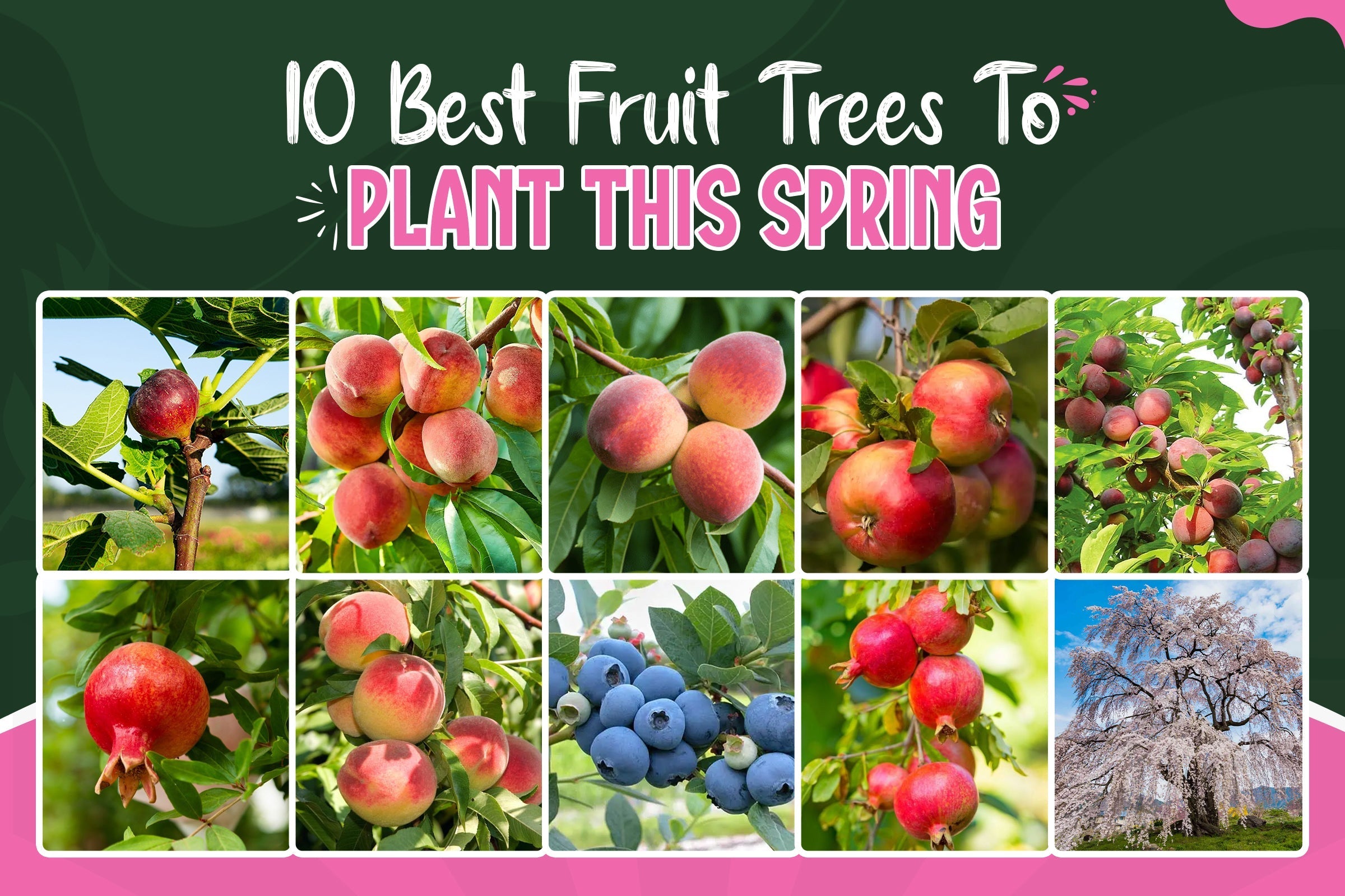 10 Best Fruit Trees to Plant This Spring | Pixies Gardens
