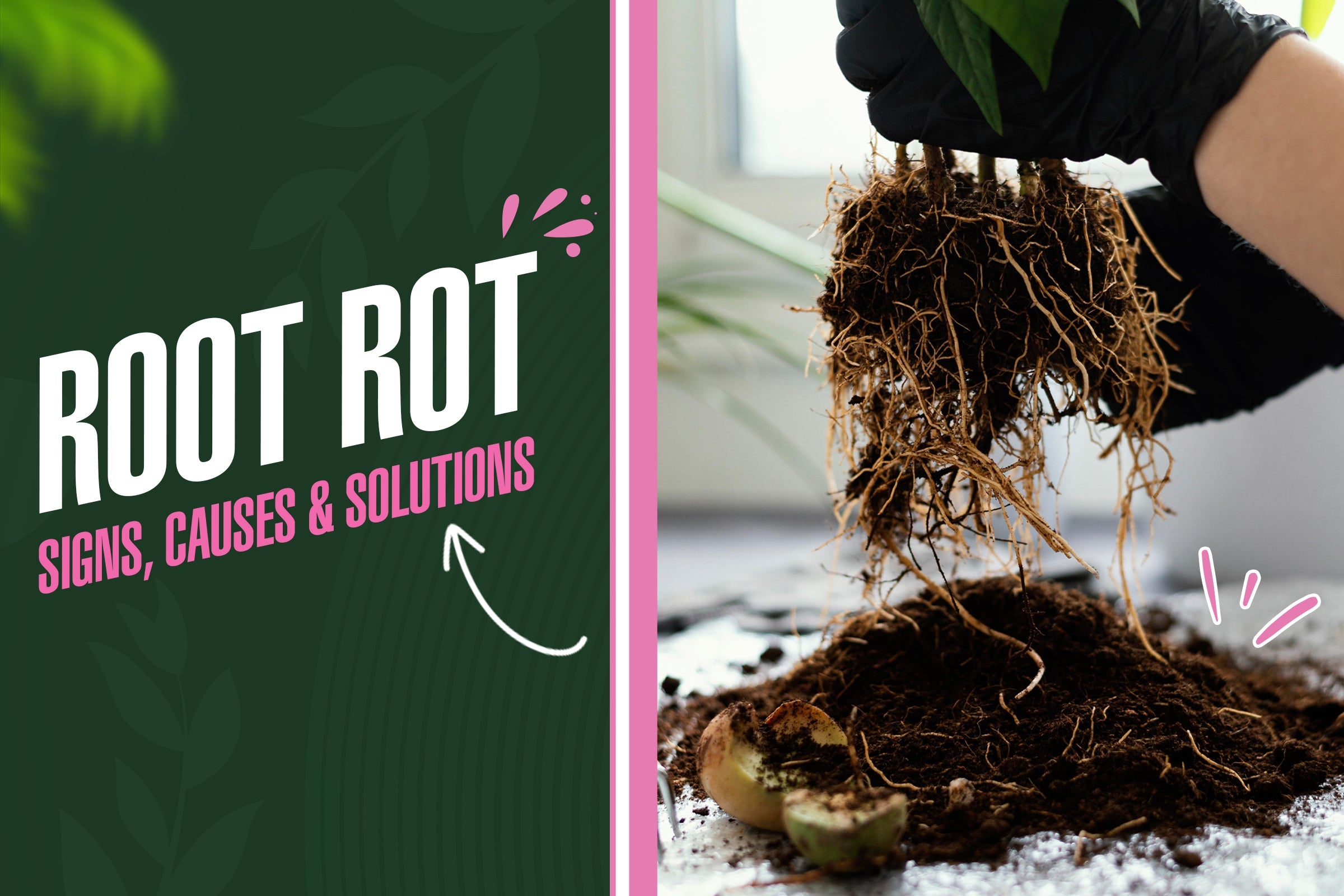 What Root Rot Looks Like and How to Catch It Early Enough to Save Your