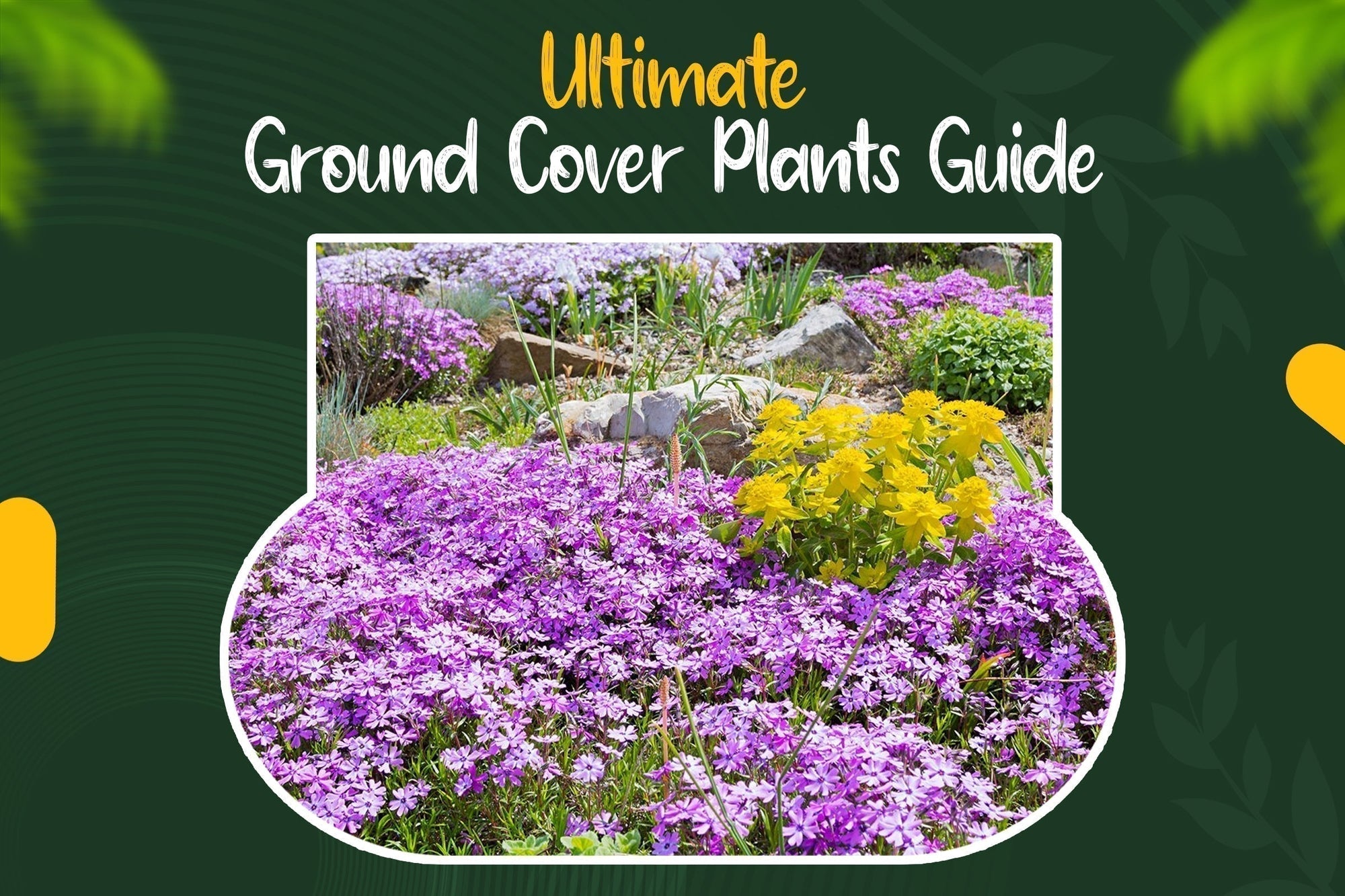 The Ultimate Guide to Ground Cover: Flowers, Plants, Perennials, Annua