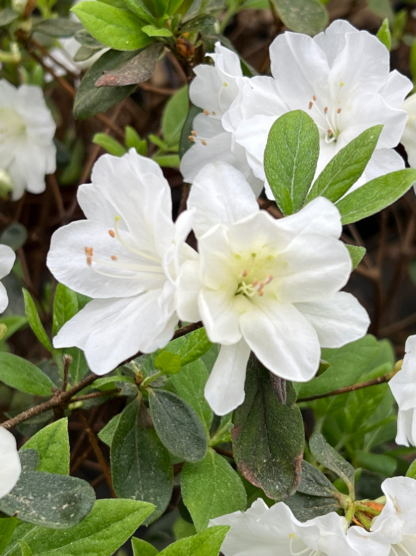 Buy Delaware Valley White' Azalea- Plants & Trees Online | Pixies Gardens
