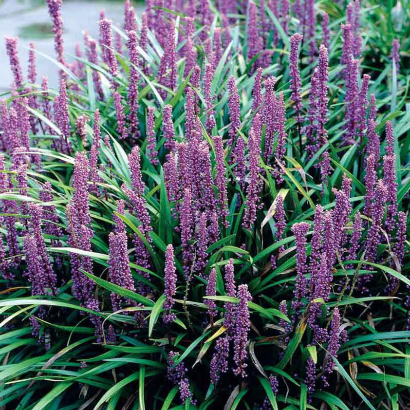 Buy Liriope Spicata "Creeping Lily Turf" Plants & Trees Online | Pixies ...