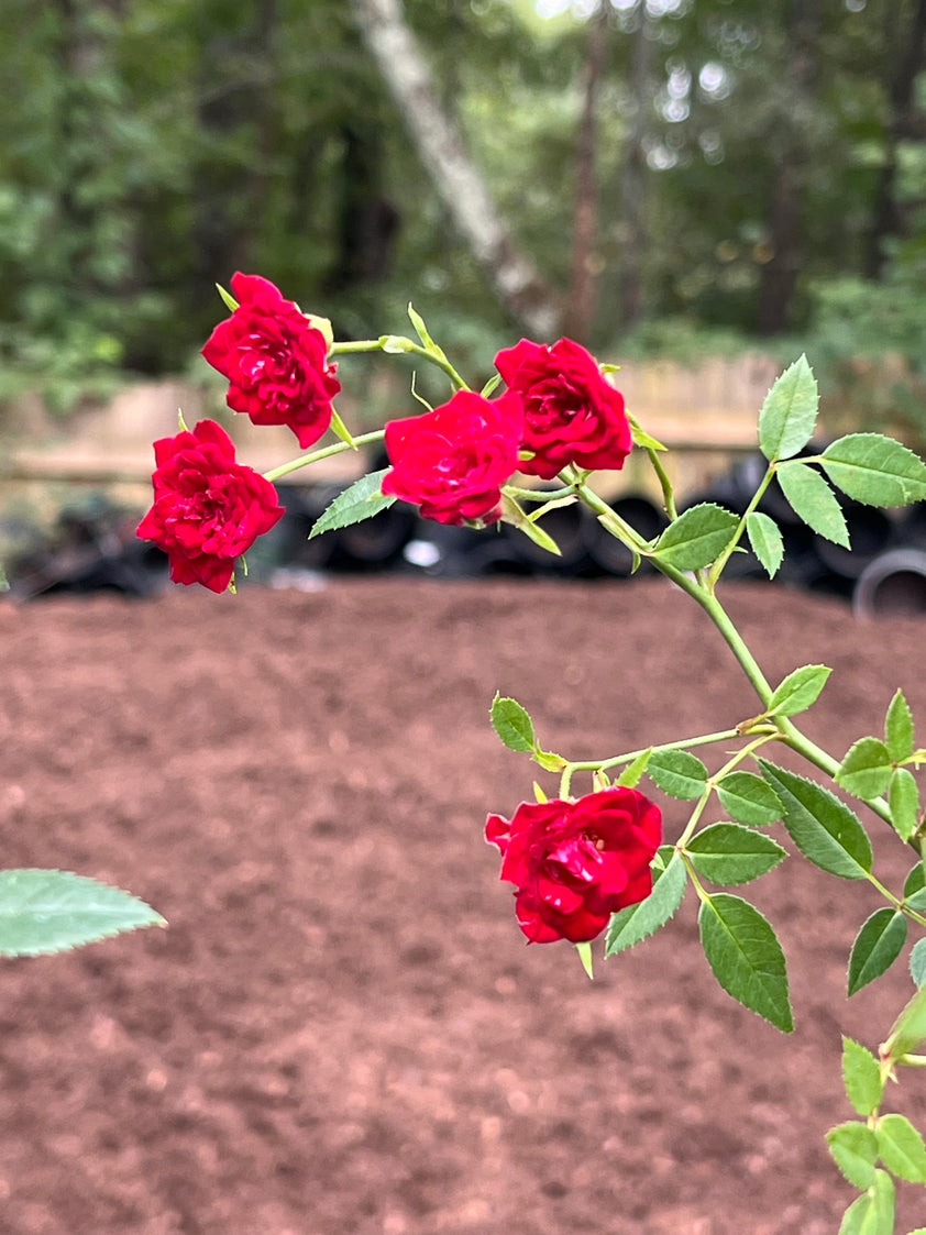 Buy Red Cascade Rose Plants & Trees Online | Pixies Gardens