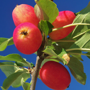 Dolgo Crabapple Tree - Great Pollinator & Fruit Producer