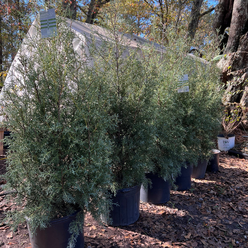 Buy Carolina Sapphire Plants & Trees Online | Pixies Gardens