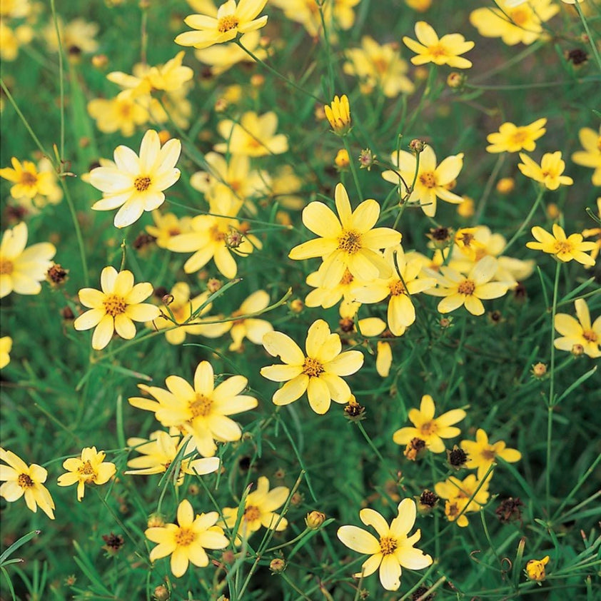 Coreopsis Verticillata 'Moonbeam' Threadleaf Tickseed buy online plants ...