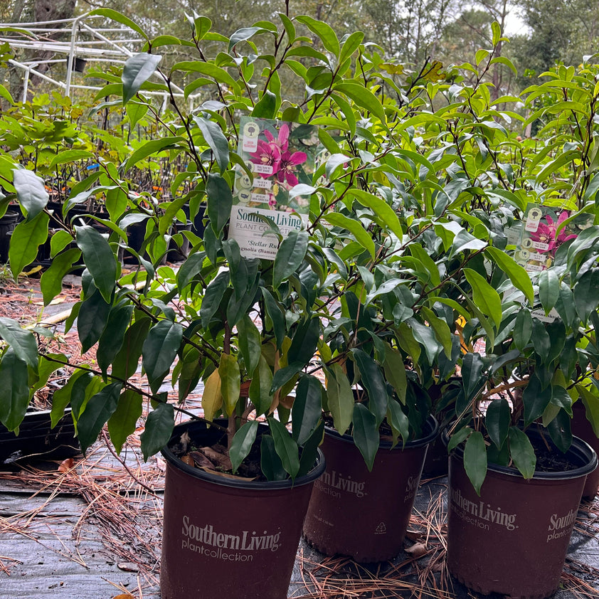 Buy Stellar Ruby Magnolia Plants & Trees Online | Pixies Gardens