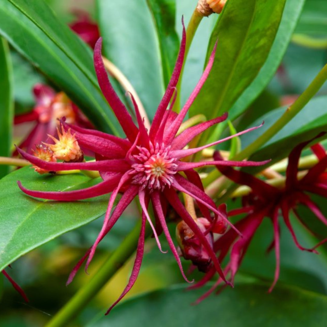 Florida Anise Tree Evergreen Shade Loving Shrub for Landscapes