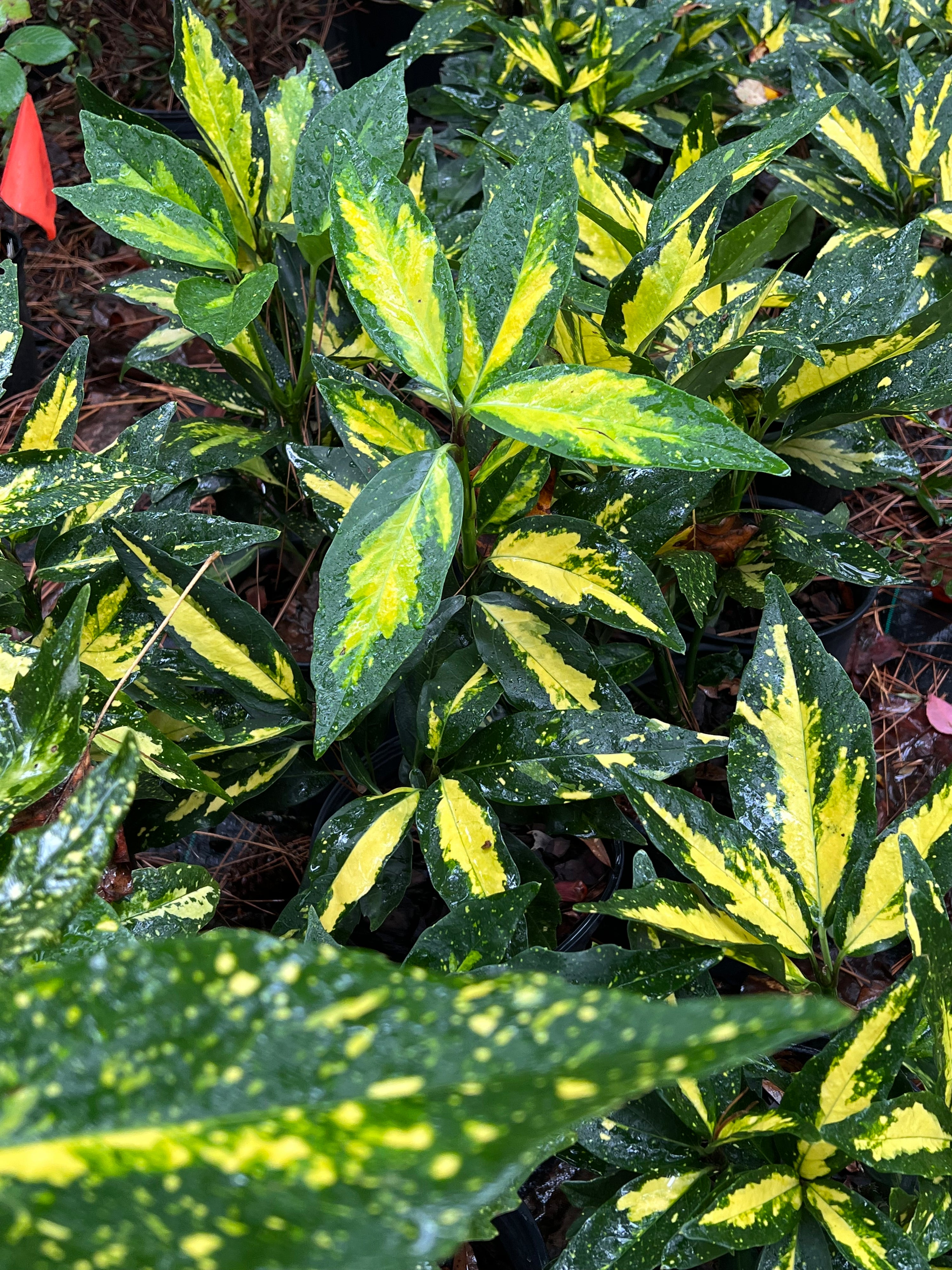 Buy Acuba Picturata Plants & Trees Online | Pixies Gardens