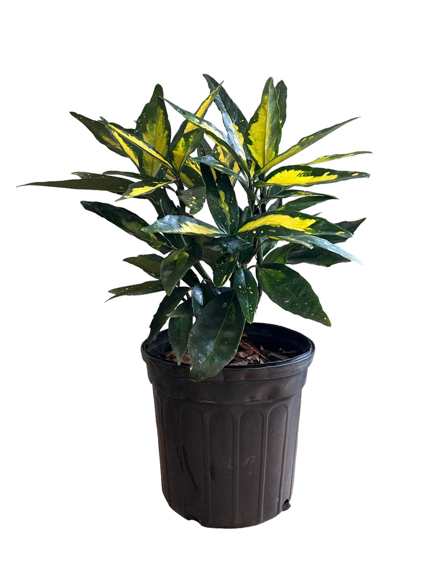 Buy Acuba Picturata Plants & Trees Online | Pixies Gardens