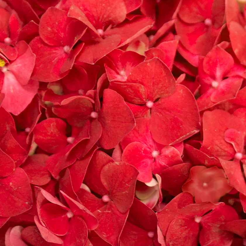 Buy Red Hydrangea Shrub Plants & Trees Online | Pixies Gardens