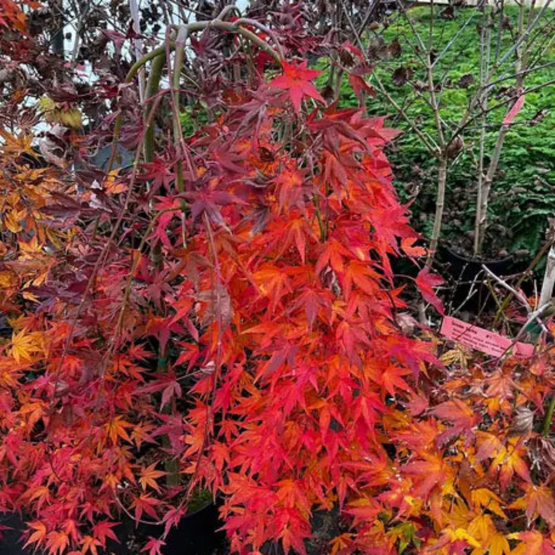 Buy Ryusen Japanese Maple Plants & Trees Online | Pixies Gardens
