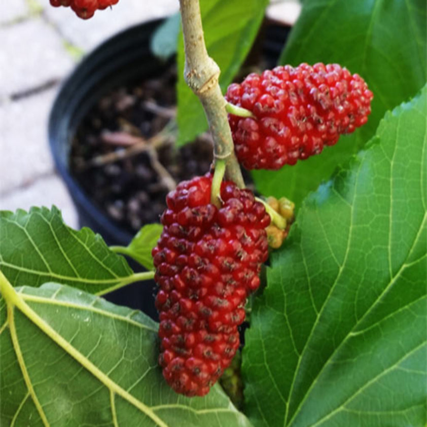 Buy Issai Morus Alba Dwarf Mulberry Plants & Trees Online | Pixies Gardens