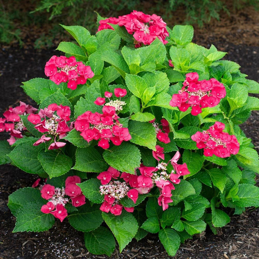 Buy Cherry Explosion Hydrangea Plants & Trees Online | Pixies Gardens