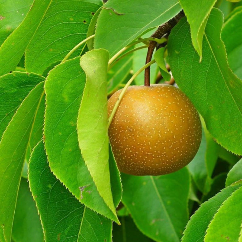 20th Century Asian Pear Tree buy online plants and trees at pixies Gardens.