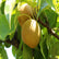 20th Century Asian Pear Tree Sweet Crunchy Pear Fruit