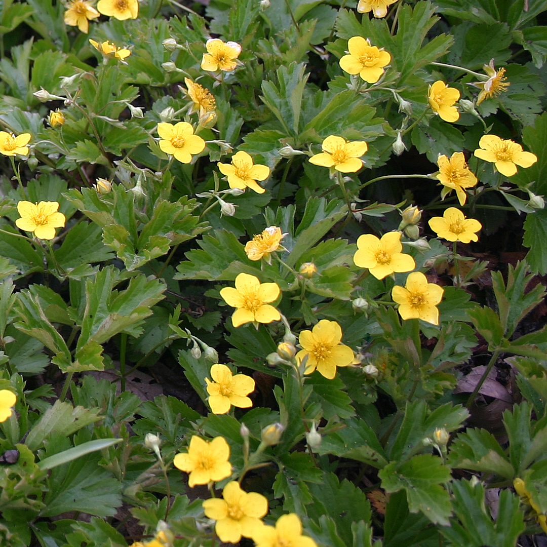 Buy Potentilla Neumanniana 'Nana' Plants & Trees Online | Pixies Gardens
