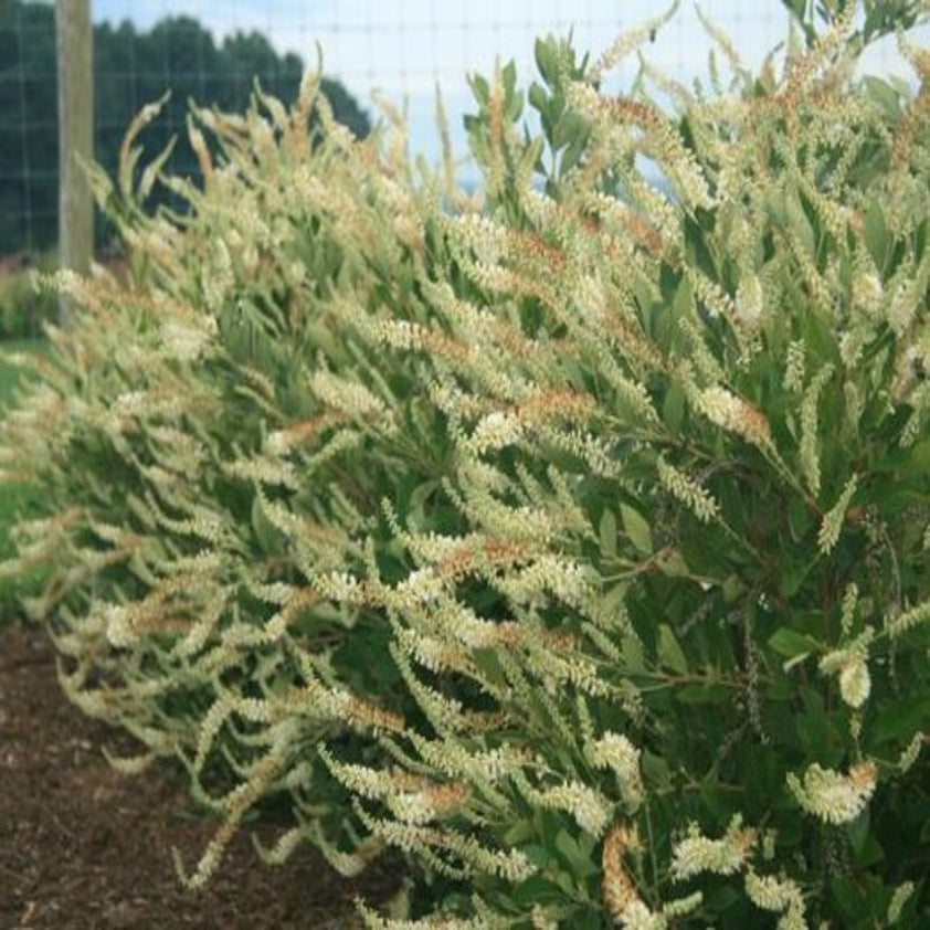 Buy Einstein Summersweet Clethra Plants & Trees Online | Pixies Gardens