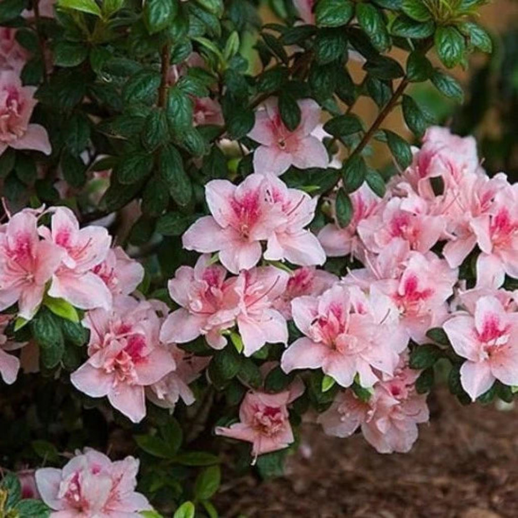 Buy Autumn Chiffon Encore Azalea Plants & Trees Online | Pixies Gardens