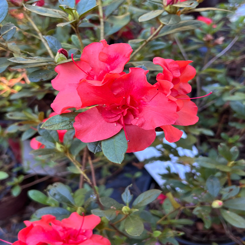 Encore Azalea Autumn Embers buy online plants and trees at pixies Gardens.