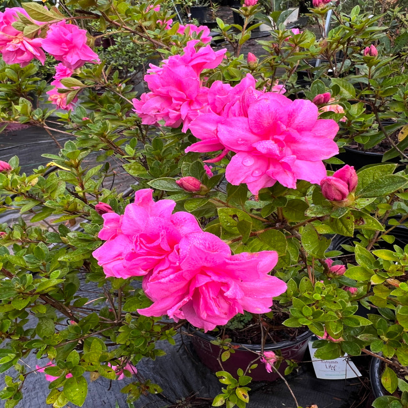 Autumn Carnation Encore Azalea buy online plants and trees at pixies ...