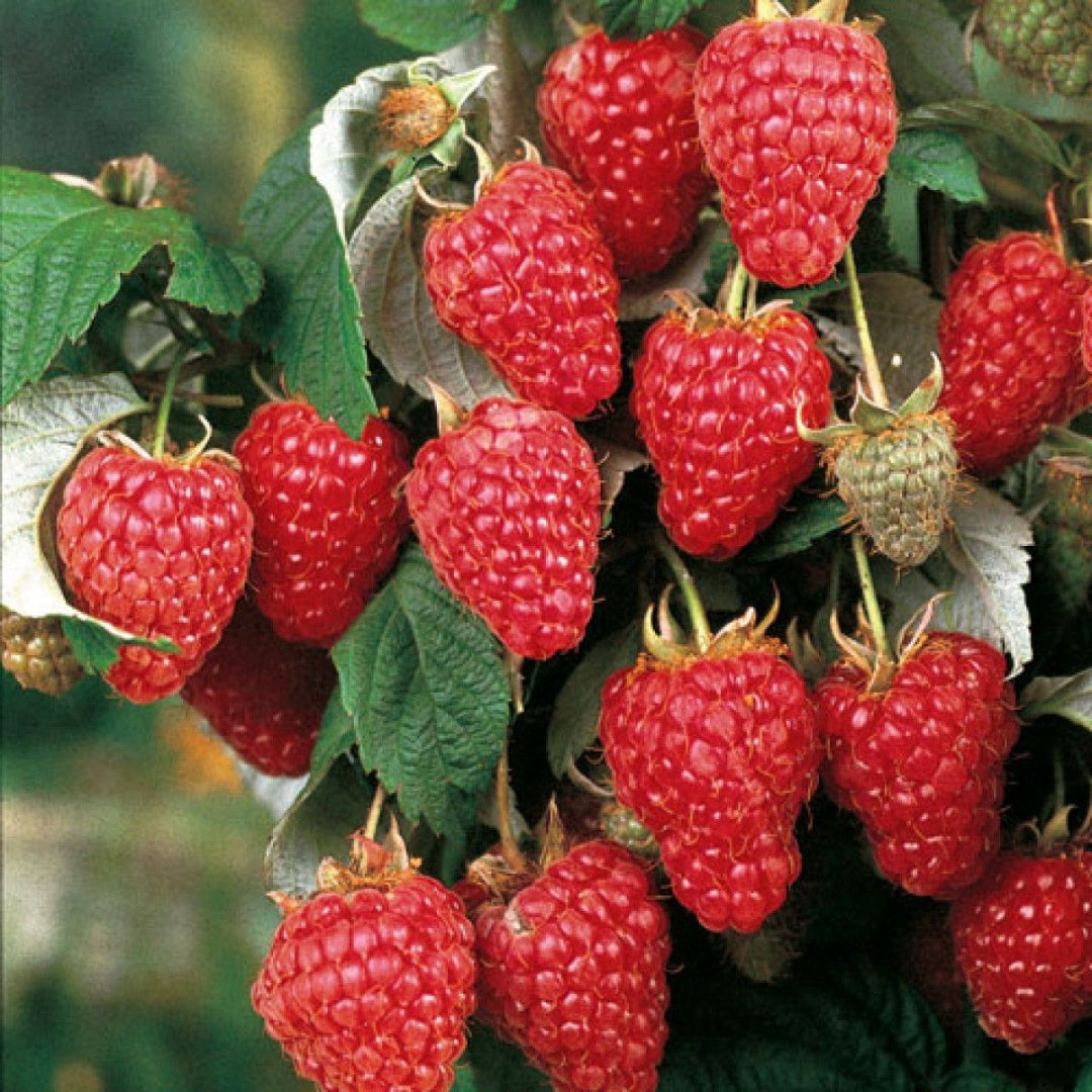 Buy Heritage Raspberry Plants & Trees Online | Pixies Gardens