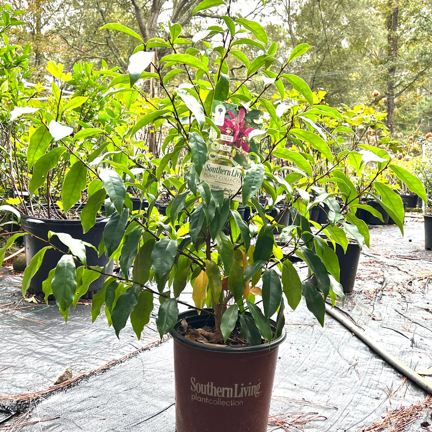 Buy Stellar Ruby Magnolia Plants & Trees Online | Pixies Gardens