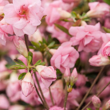 Rosebud Azalea buy online plants and trees at pixies Gardens.