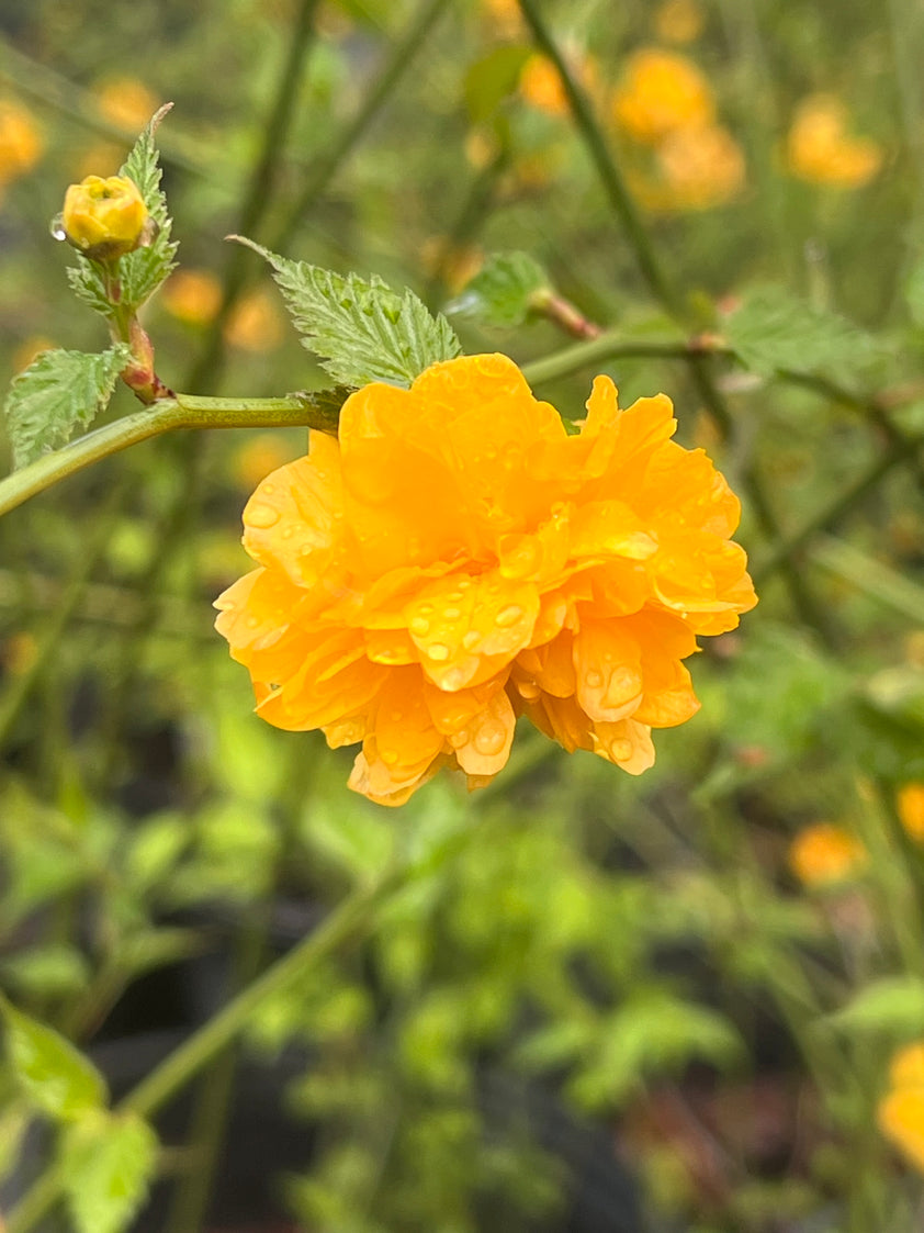 Japanese Kerria Plants & Trees Online | Pixies Gardens