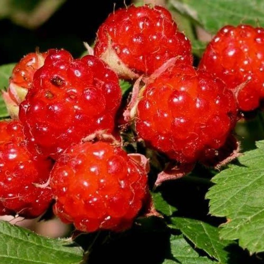 Buy Dorman Red Raspberry Plants & Trees Online | Pixies Gardens