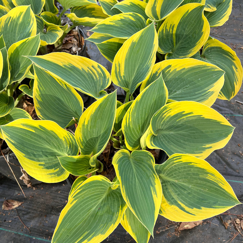 Buy Hosta 'First Frost'. Plantain Plants & Trees Online | Pixies Gardens