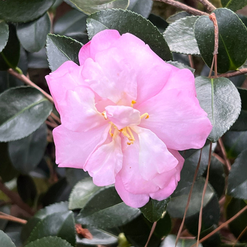 Buy Camellia Pink Snow Plants & Trees Online | Pixies Gardens