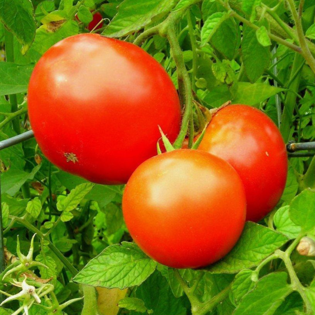 Buy Tomato Plant 'Parks Whopper' Plants & Trees Online | Pixies Gardens