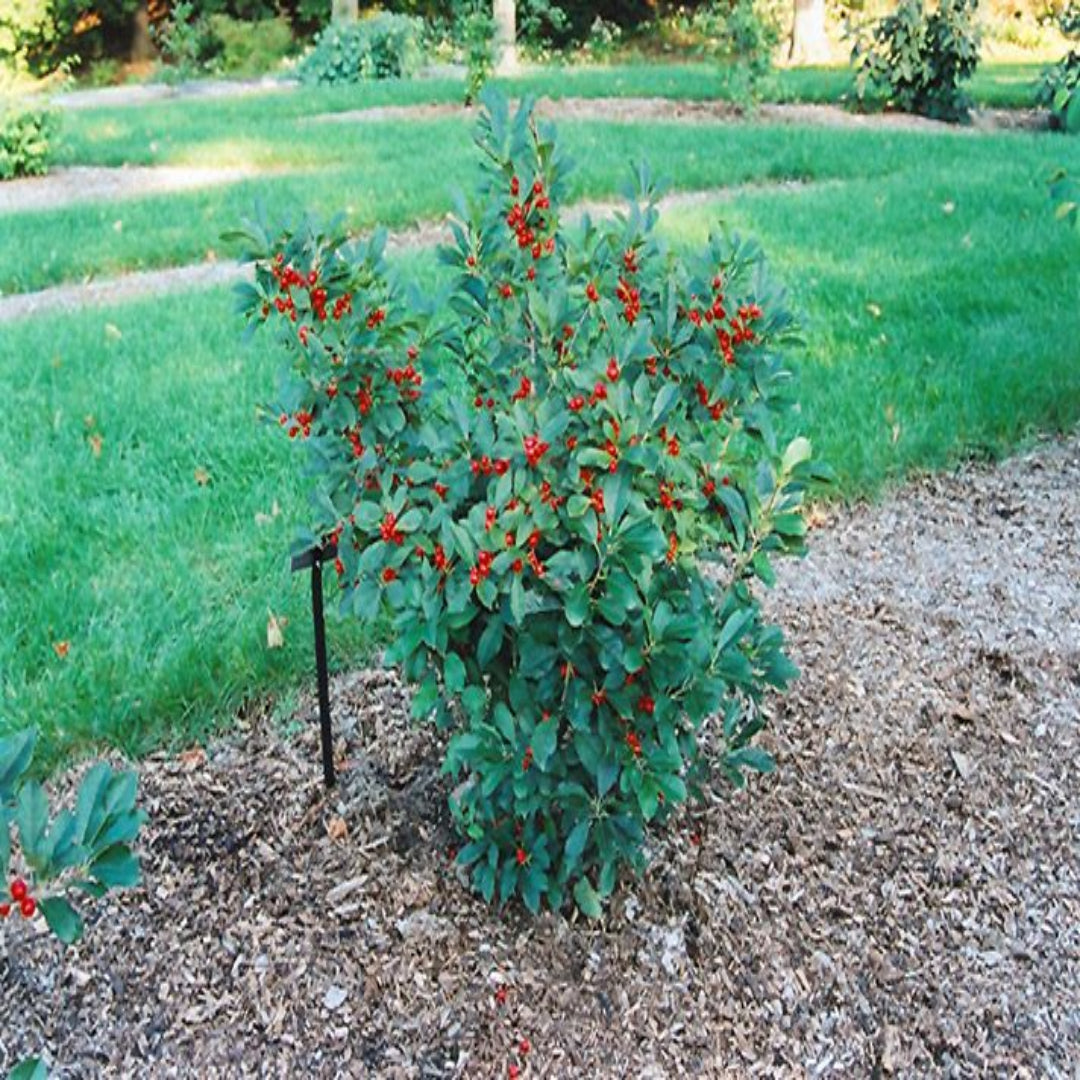 Buy Red Sprite Winterberry Plants & Trees Online | Pixies Gardens