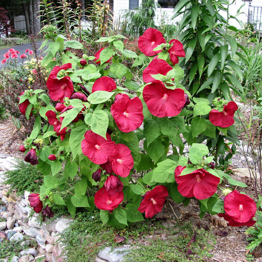 Hibiscus 'Luna Red' buy online plants and trees at pixies Gardens.