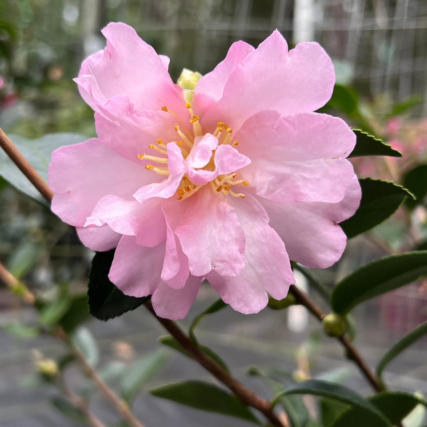 Buy Camellia Pink Snow Plants & Trees Online | Pixies Gardens