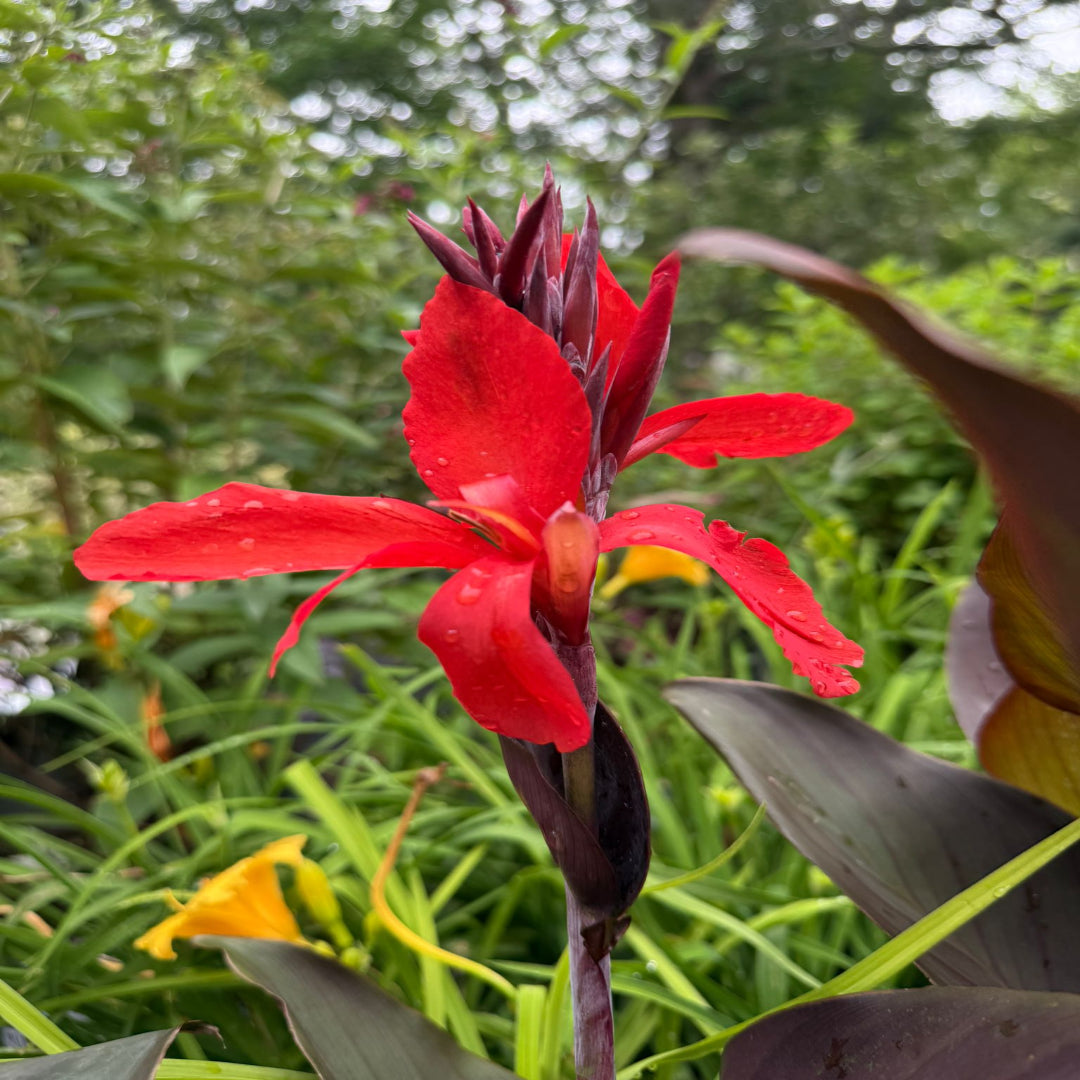 Canna Cannova® Bronze Scarlet Canna Lily buy online plants and trees at ...