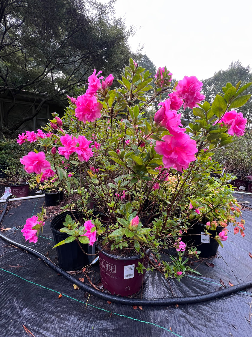 Autumn Carnation Encore Azalea buy online plants and trees at pixies ...