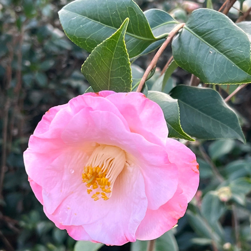 Buy April Remembered Camellia Plants & Trees Online | Pixies Gardens