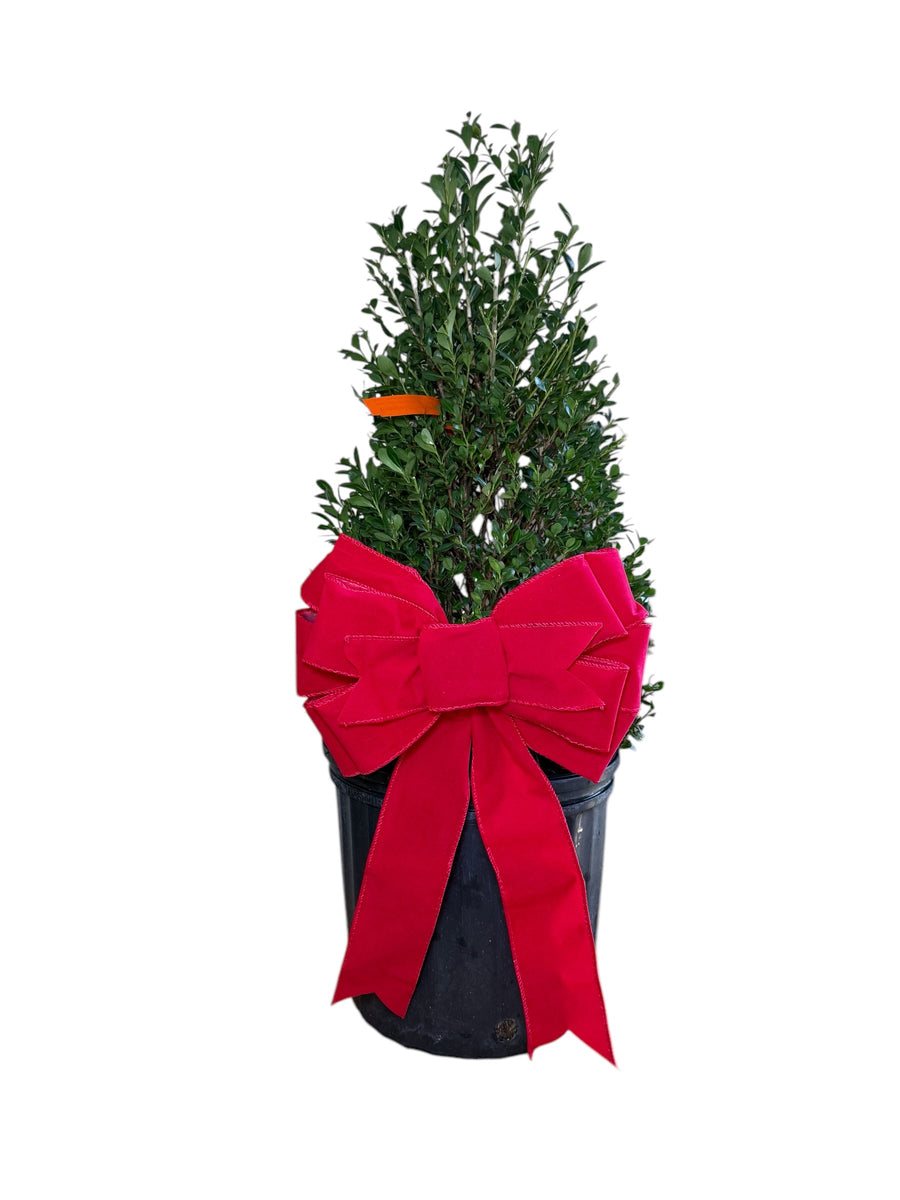 Buy Emerald Spades Cone Holly Plants & Trees Online | Pixies Gardens