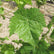 Buy Vidal Blanc Grape Plants & Trees Online | Pixies Gardens