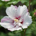 Buy Fiji Hibiscus Plants & Trees Online | Pixies Gardens