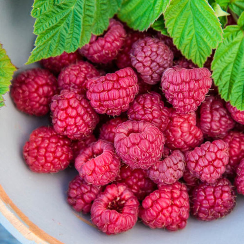 Buy Nova Raspberry Plants & Trees Online | Pixies Gardens
