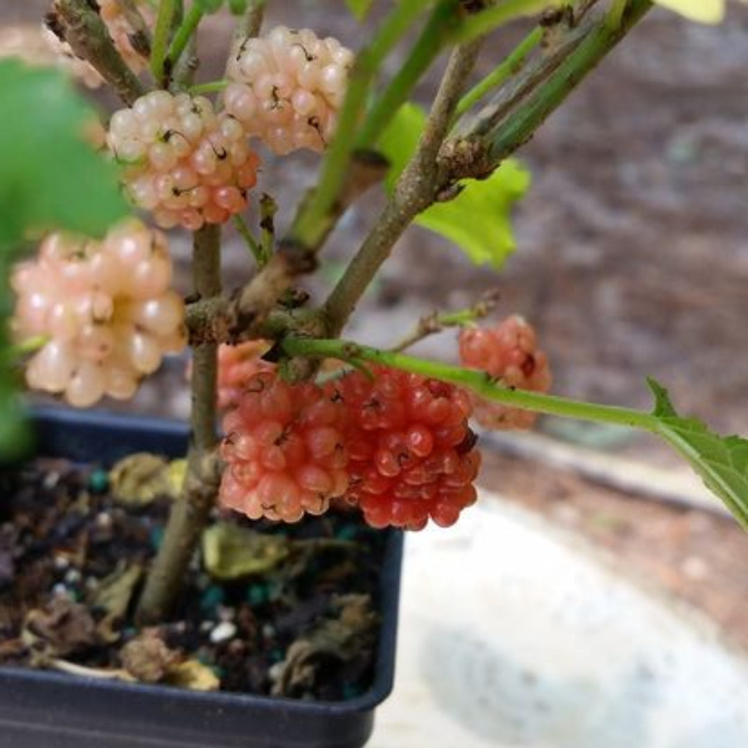 Buy Issai Morus Alba Dwarf Mulberry Plants & Trees Online | Pixies Gardens