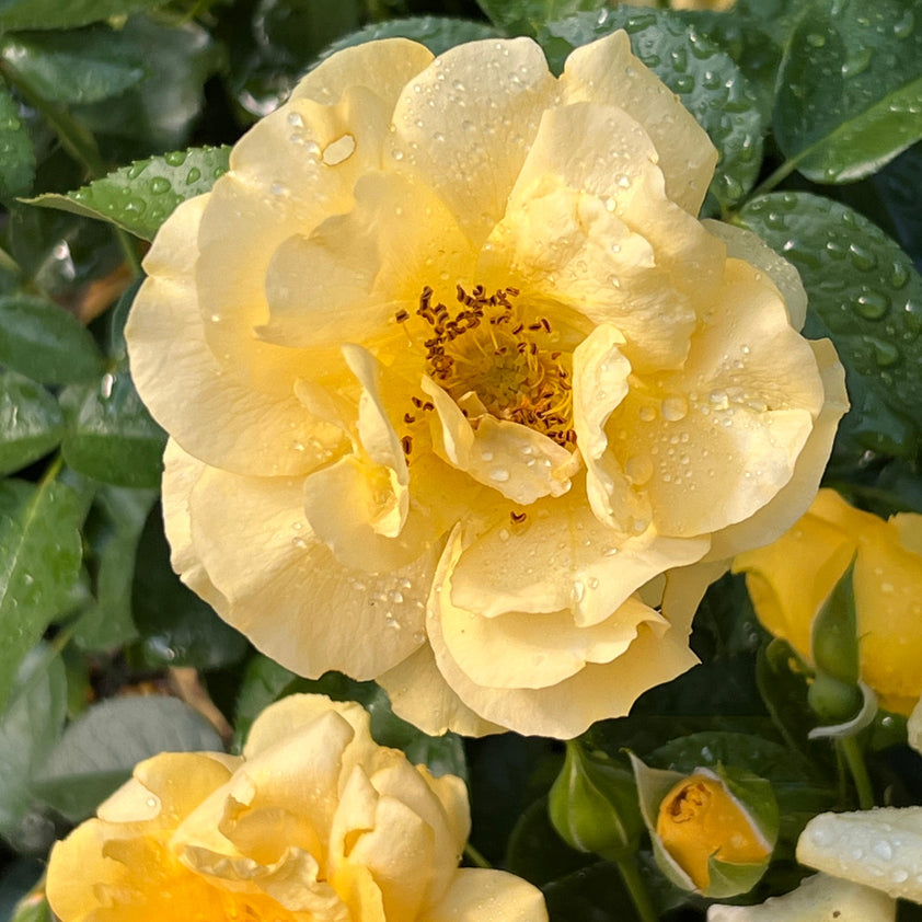 Buy Rose Julia Child Plants & Trees Online | Pixies Gardens