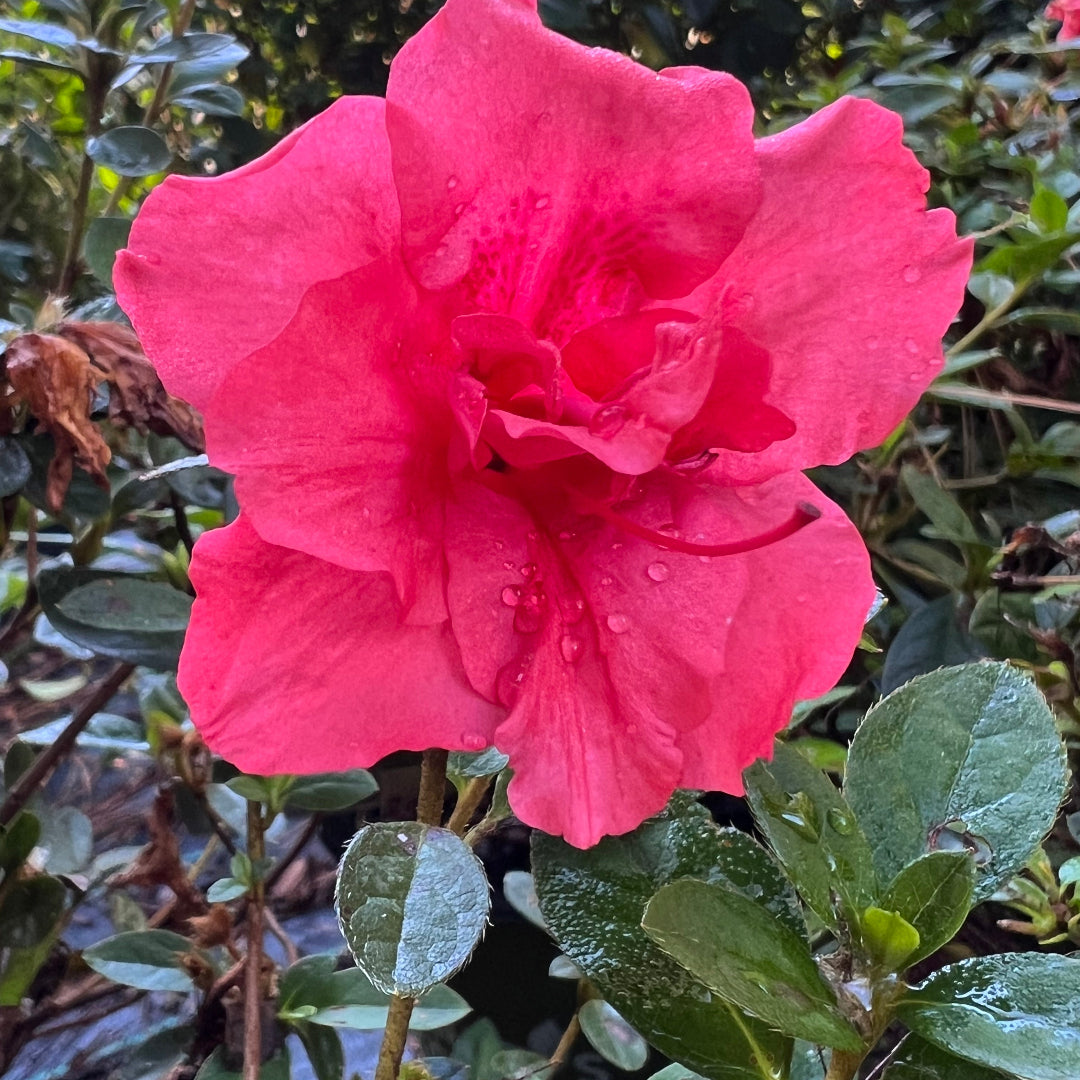 Azalea Echo Fireglow buy online plants and trees at pixies Gardens.